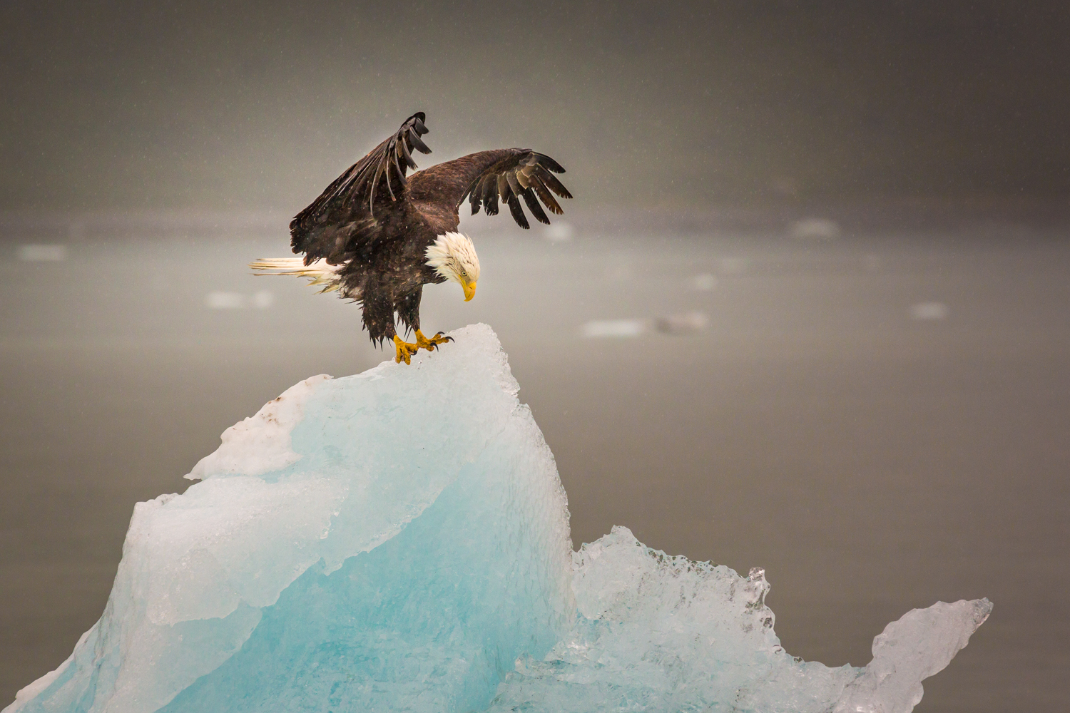 Animals | Anthony Hayward