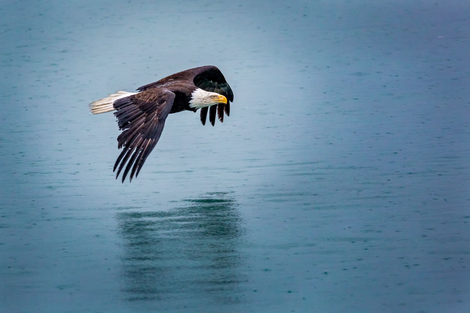 Animals | Anthony Hayward