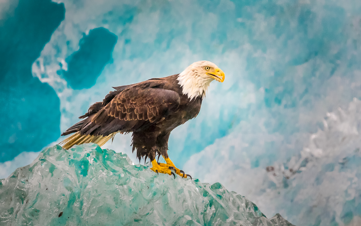 Animals | Anthony Hayward