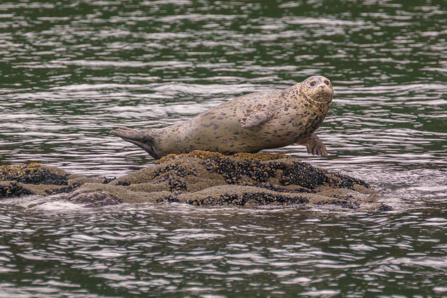 Animals | Anthony Hayward