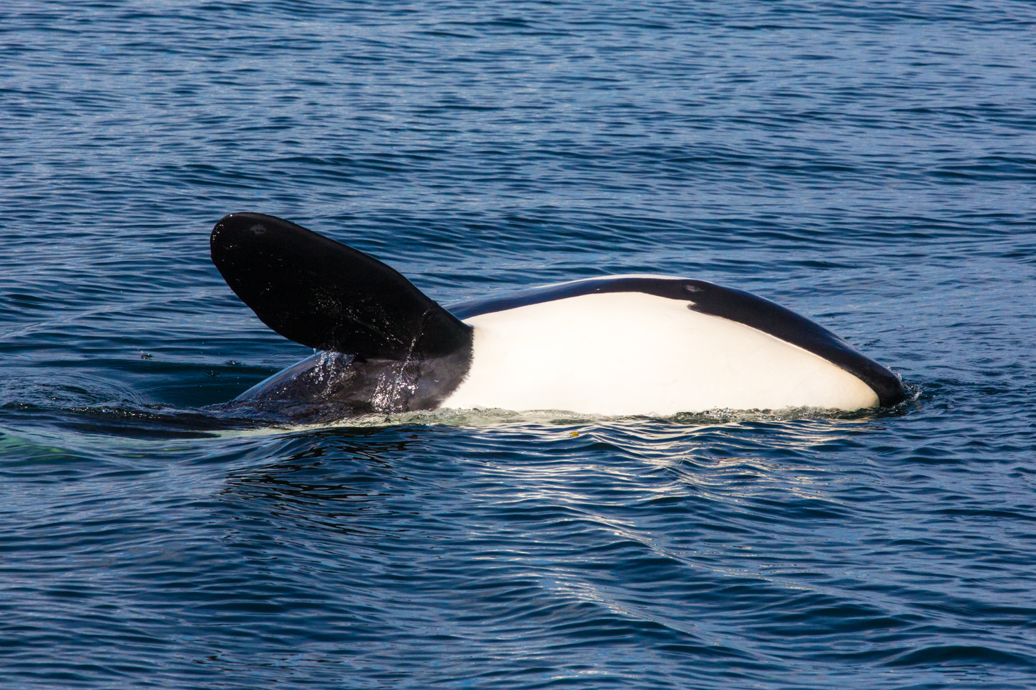 Animals | Anthony Hayward